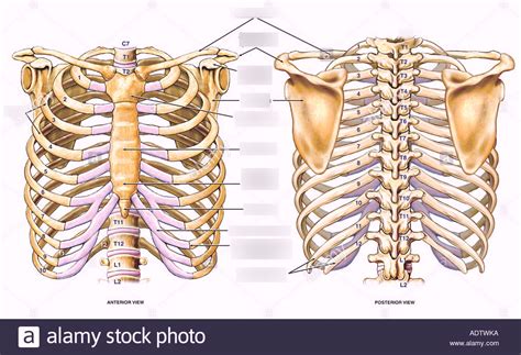 Chest Bones Diagram Quizlet