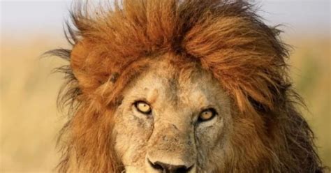 세렝게티 7년간 주름잡던 라이언 킹…라이벌에 그만