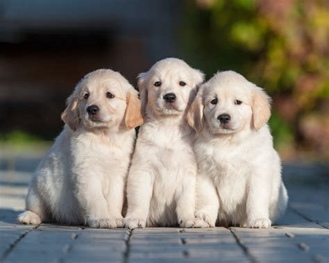 Golden Retriever Puppies Bliss In Stunning 4k Ultra Hd Wallpaper