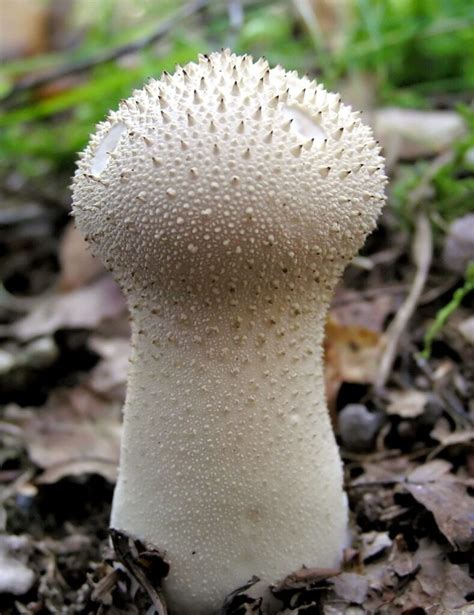 15 White Mushroom Species Identification And Pictures