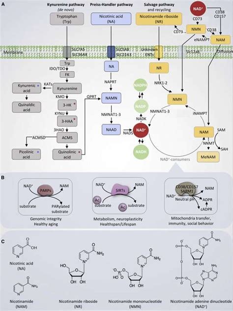 And Again About NAD Let S Prolong Life