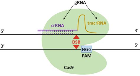 The Cas9 Grna Complex The Guide Rna Grna Is Composed Of A Crisprrna Download Scientific