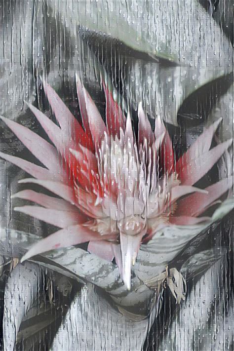 Flowers Digital Art By Kas Dunmore Fine Art America