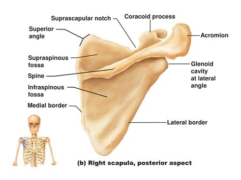 Ppt Bones Of The Appendicular Skeleton Powerpoint Presentation Free