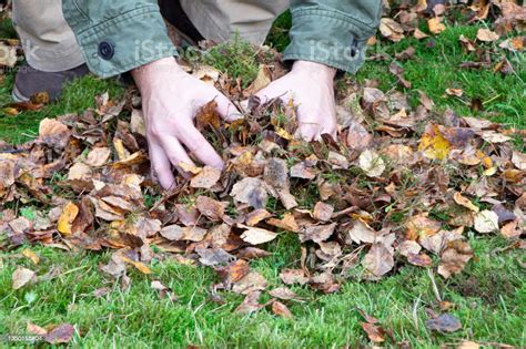 낙엽 정원사는 쓰러진 잎을 제거합니다 가을 시간 녹색 잔디와 이끼 영토 청소 0명에 대한 스톡 사진 및 기타 이미지 0명
