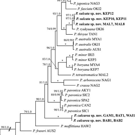 maximum likelihood ml tree based on the combined rbcl cox3 gene