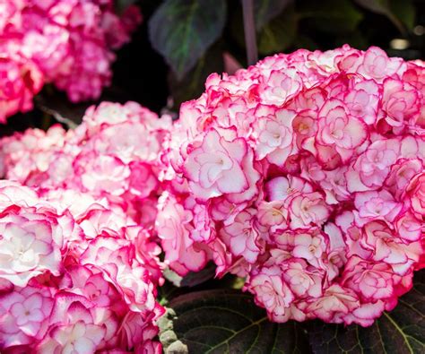 Best Hydrangea Varieties 15 Great Flowering Shrubs To Try Homes And