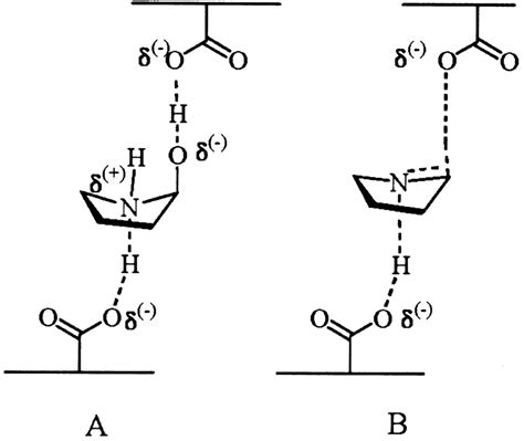 Possible Modes Of Binding Of Amino Sugars In Glucosidase Active Site Download Scientific