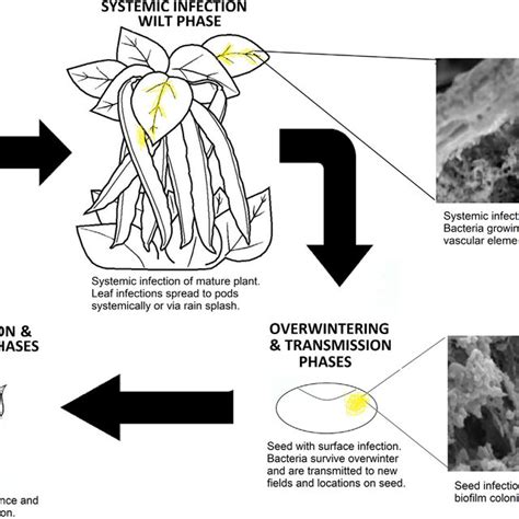 Disease Cycle Of Bacterial Wilt Of Bean Caused By Curtobacterium