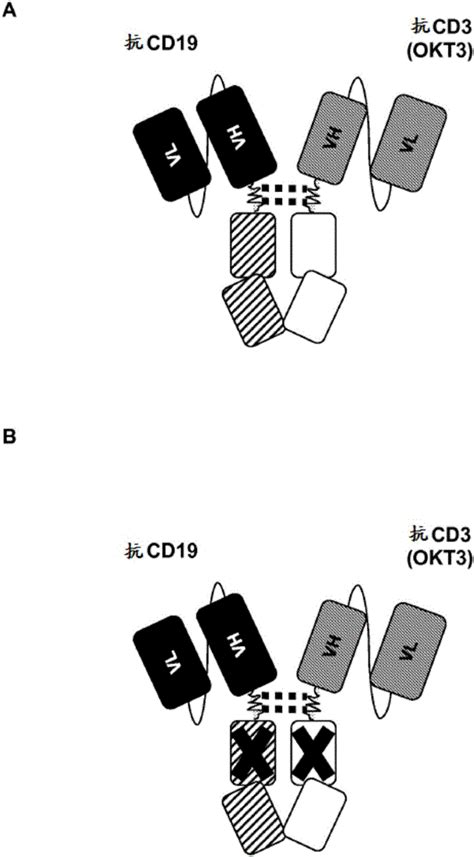 Bi Specific Cd3 And Cd19 Antigen Binding Constructs Eureka Patsnap