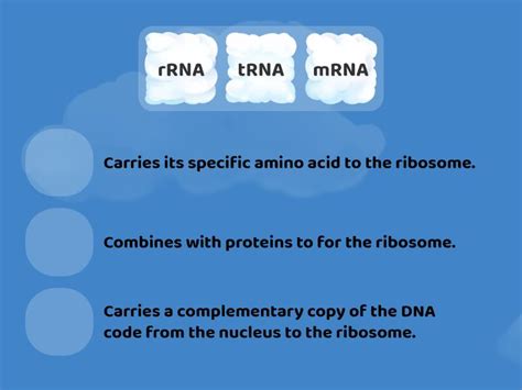 Types Of RNA And Their Function Match Up