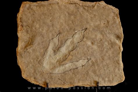 Dinosaur Foot Print Grallator Variabilis