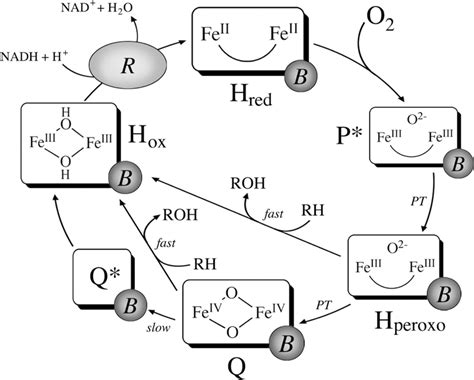 Schematic Depiction Of The Smmo Catalytic Cycle R Represents The Mmor Download Scientific