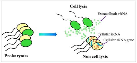 Rrna Diagram