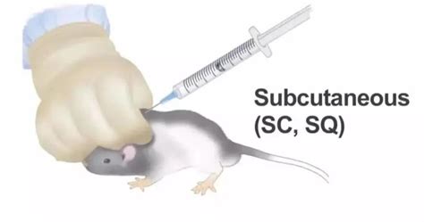 💉小鼠注射给药全攻略🐭