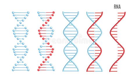 Differences Between Dna And Rna Vector Scientific Icon Spiral Of Dna