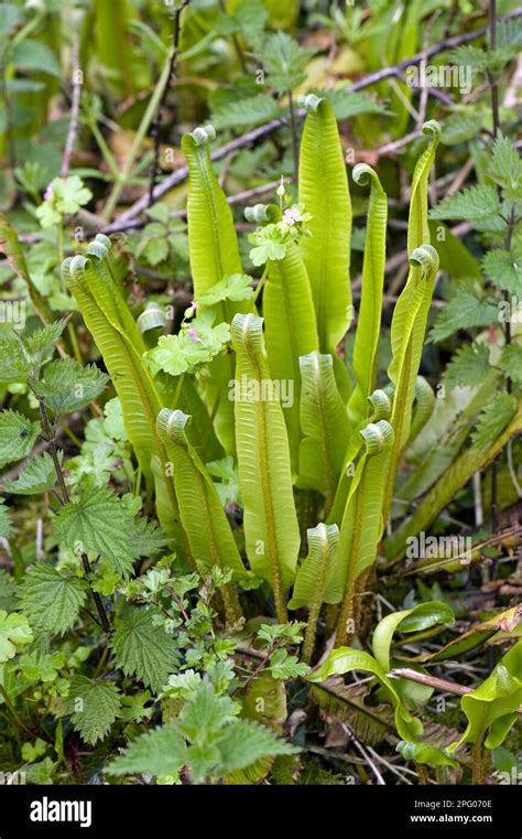 Harts Tongue Asplenium Scolopendrium Fern With Leaves Unfurling In