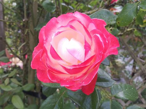 Rose Fleur Rouge Photo Gratuite Sur Pixabay Pixabay