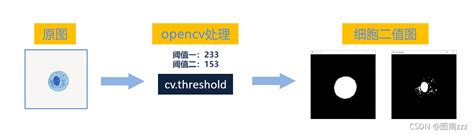 Python Opencv计算细胞核质比、轮廓描绘、椭圆拟合、gui手动调整阈值、自定义函数自动检测阈值python怎么画细胞图 Csdn博客