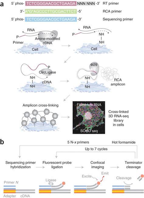 Single Cell In Situ Rna Profiling By Sequential Hybridization