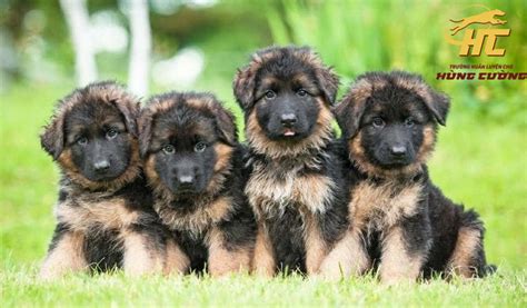 Chó Becgie Đức Thuần Chủng Đặc điểm Tính Cách Nguồn Gốc