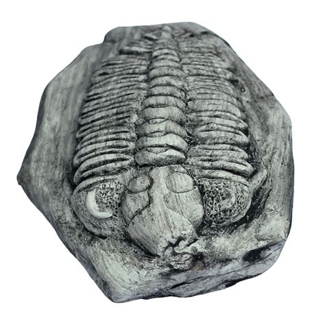 Trilobit Replica Of A Fossil Wulflund