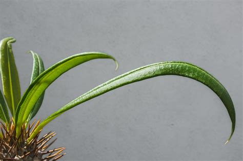 Gravitational Pull Website Maria Sciandra • Abstracts S Flickr