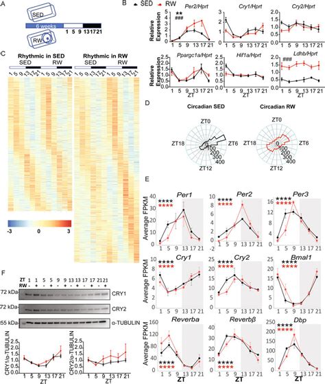 Daily Exercise Remodels The Skeletal Muscle Circadian Transcriptome