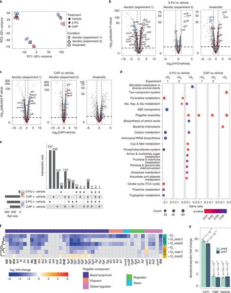 Shared And Unique Transcriptional Response To The Related Download Scientific Diagram