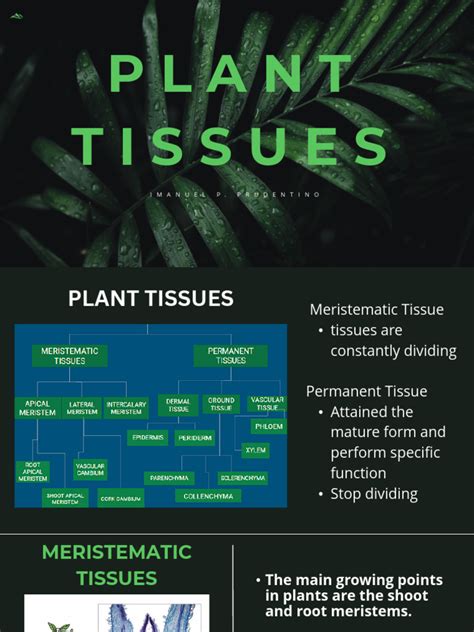 Lecture 6 1 Pdf Tissue Biology Root