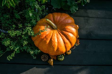 무료 이미지 들 잎 꽃 주황색 식품 생기게 하다 가을 호박 할로윈 식물학 농업 플로라 옥외 야채 과일 채식주의 자 칼 바자 큰 조각