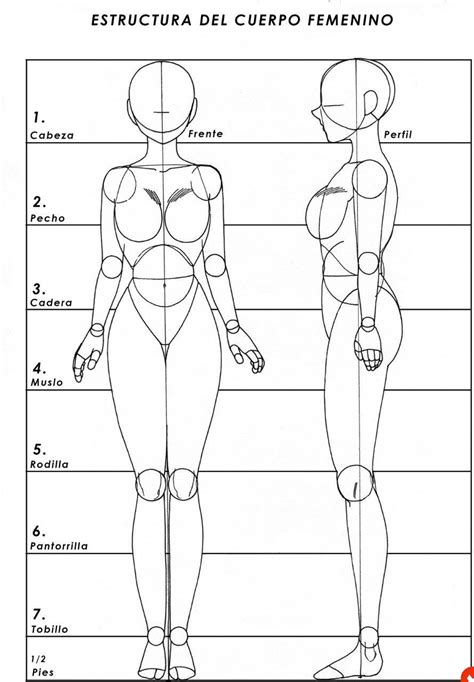 Anatomía V Draw Body Proportions Different Body Types Anatomy