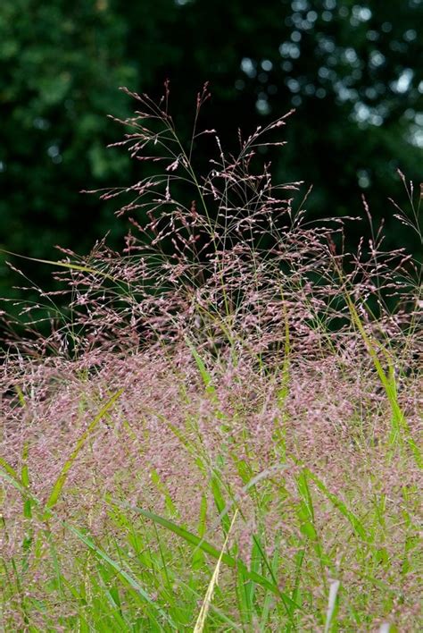 Panicum Virgatum Warrior Switch Grass Warrior Grass Likerhs