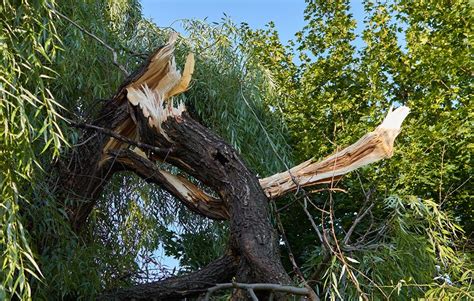 When To Call A Professional Identifying Dangerous Trees In Your Yard Tree Service Philadelphia