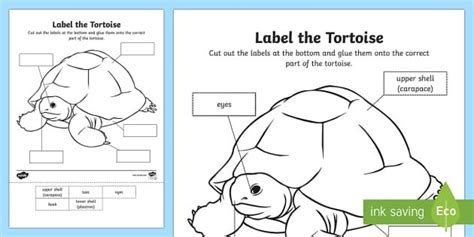 Label The Tortoise Worksheet Book Activities English Language