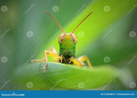 Face To Face Grasshopper Stock Image Image Of Background 272834815 Face To Face Grasshopper Stock Image Image Of Background 272834815