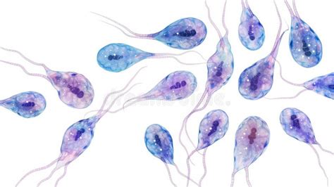 Microscopic Exploration Of Flagellate Protozoa Showcasing Diverse Forms