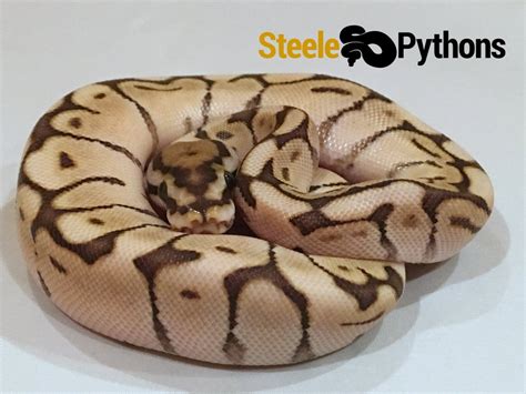 Lesser Bee Ball Python By Steele Pythons Morphmarket