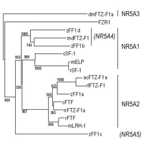 A Generalized Model Of The Involvement Of Different Genes In Zebrafish