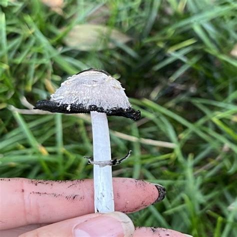 Mushroom Identification Model Object Detection Dataset V5 Version 3 V2 W O Augmentation By