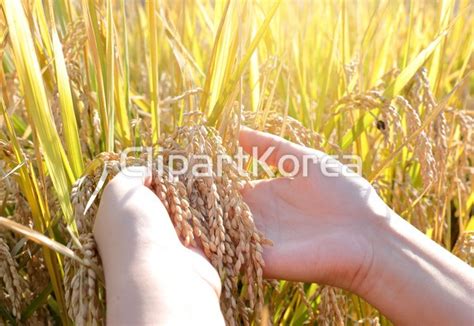 국내작가포토 클립아트코리아 통로이미지주