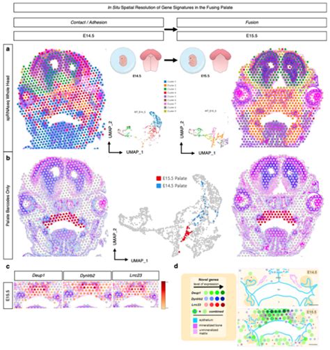 Some Of Our Favourite Visium Spatial Transcriptomics Publications From
