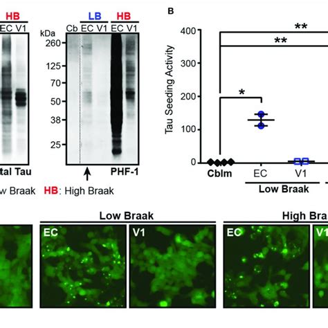 Tau Seeding Activity Can Be Found In Brain Regions With Rare Tau