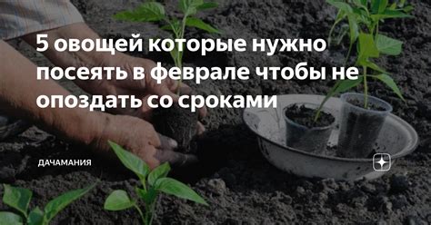 5 овощей которые нужно посеять в феврале чтобы не опоздать со сроками ДачаМания Дзен