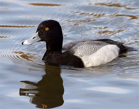 Lesser Scaup EBirdr