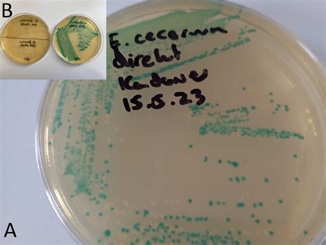 Research Note Preliminary Results First Detection Of Enterococcus Cecorum From Environmental