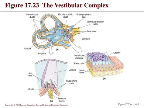 Ppt Chapter 17 Part 3 Powerpoint Presentation Free Download Id 3704330
