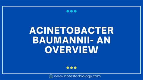 Acinetobacter Baumannii An Overview