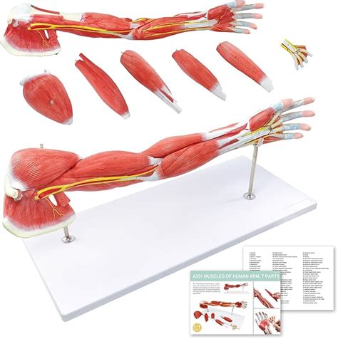 New Horizon Human Arm Anatomical Muscle Model Anatomy Arm