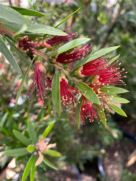 Callistemon Viminalis Macarthur Bottlebrush The Curious Gardener